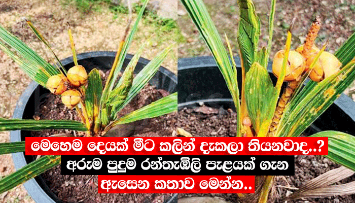 මෙහෙම දෙයක් මීට කලින් දැකලා තියනවාද..? අරුම පුදුම රන්තැඹිලි පැළයක් ගැන ...