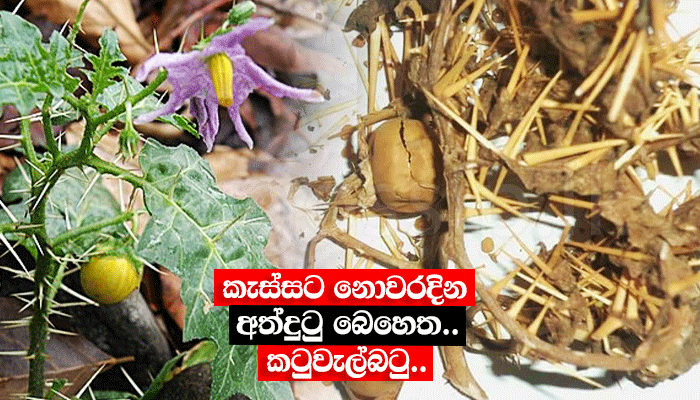 කැස්සට නොවරදින අත්දුටු බෙහෙත.. කටුවැල්බටු.. - Health Tips, Katuwalbatu ...