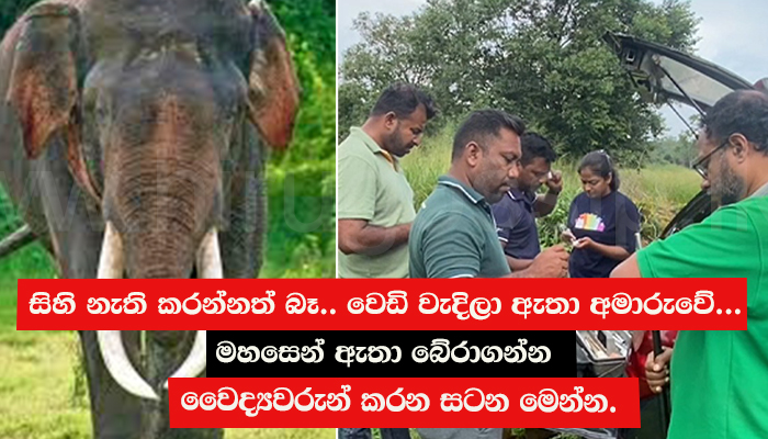 සිහි නැති කරන්නත් බෑ.. වෙඩි වැදිලා ඇතා අමාරුවේ... මහසෙන් ඇතා බේරාගන්න ...