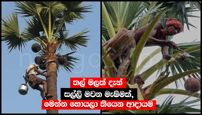 2023 වර්ෂයේ මෙරට නිෂ්පාදිත තල් රා අපනයනය මගින් ඩොලර් 102,422ක මුදලක් ...