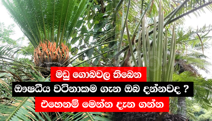මඩු ගොබවල තිබෙන ඖෂධීය වටිනාකම ගැන ඔබ දන්නවද ? එහෙනම් මෙන්න දැන ගන්න ...