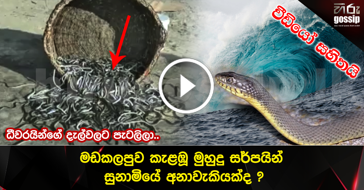 මඩකලපුව කැළඹූ මුහුදු සර්පයින් සුනාමියේ අනාවැකියක්ද ? - Madakalpuwa Sea ...