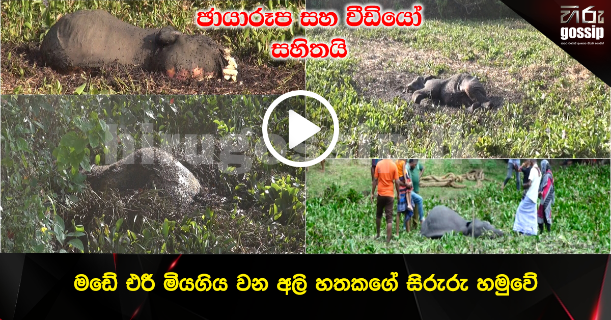 මඩේ එරී මියගිය වන අලි හතකගේ සිරුරු හමුවේ - Video & Photos - Wana Ali ...