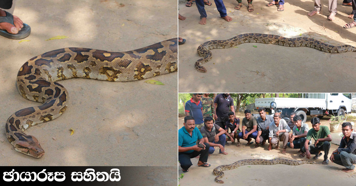 පුත්තලමේ ගමක් බිය වැද්දූ දැවැන්ත පිඹුරාට අන්තිමේදී යන්න වුණු තැන ...