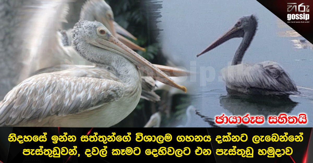 නිදහසේ ඉන්න සත්තුන්ගේ විශාලම ගහනය දක්නට ලැබෙන්නේ පැස්තුඩුවන්, දවල් කෑමට ...