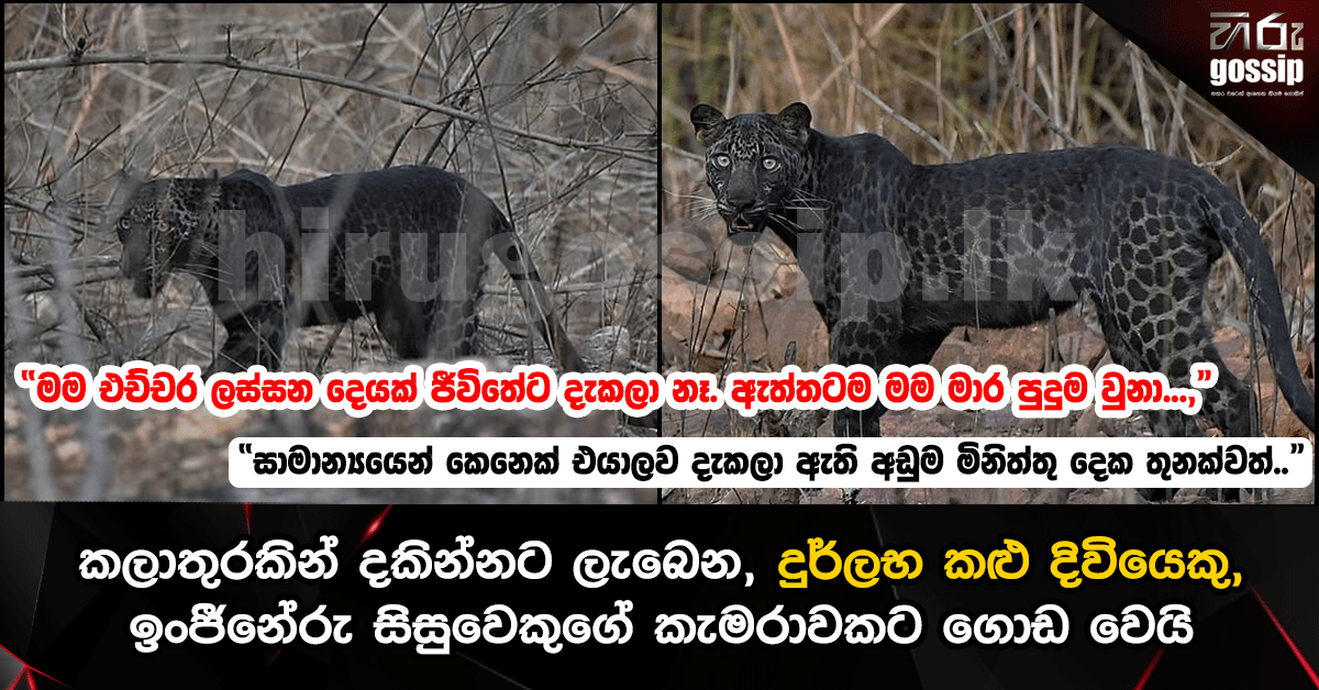 කලාතුරකින් දකින්නට ලැබෙන, දුර්ලභ කළු දිවියෙකු, ඉංජීනේරු සිසුවෙකුගේ ...