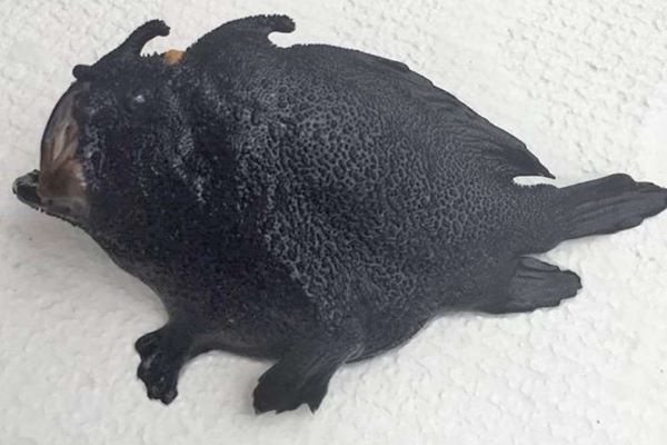 ලොව ප්‍රථම වරට කකුල් වලින් ඇවිදගෙන යන අරුම පුදුම මාළුවෙකු හමුවෙයි ...