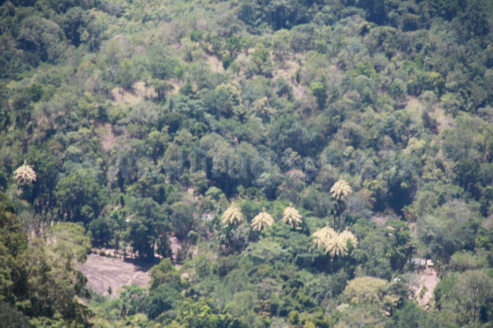 Talipot palm trees bears flowers (photos) - Talipot Palm Trees Bears ...