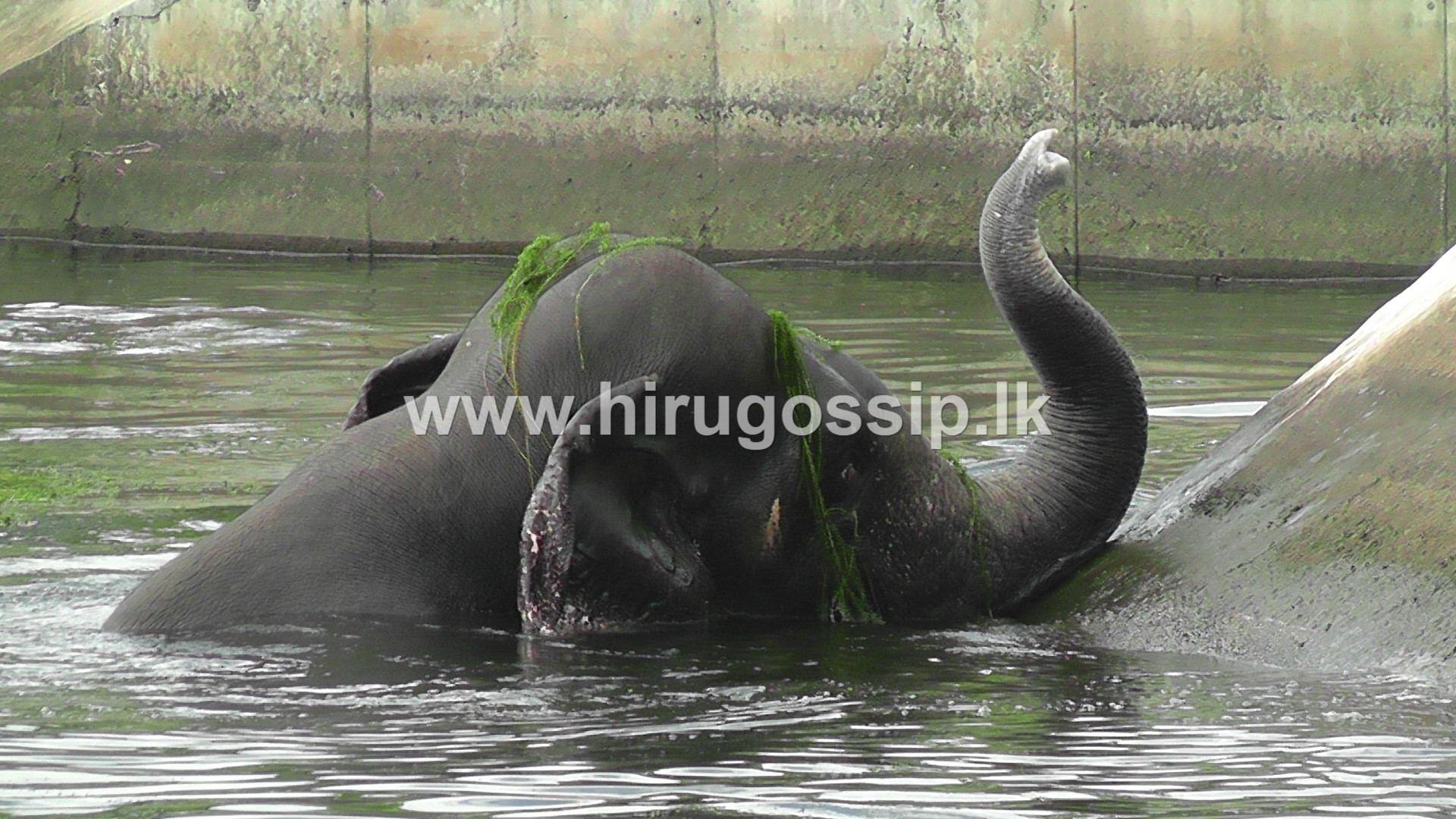 මහ රෑ ඇලේ වැටුණු අලියා ගොඩට ගන්න ඉනිමන් බැඳපු අපූරු මෙහෙයුම - Photos ...