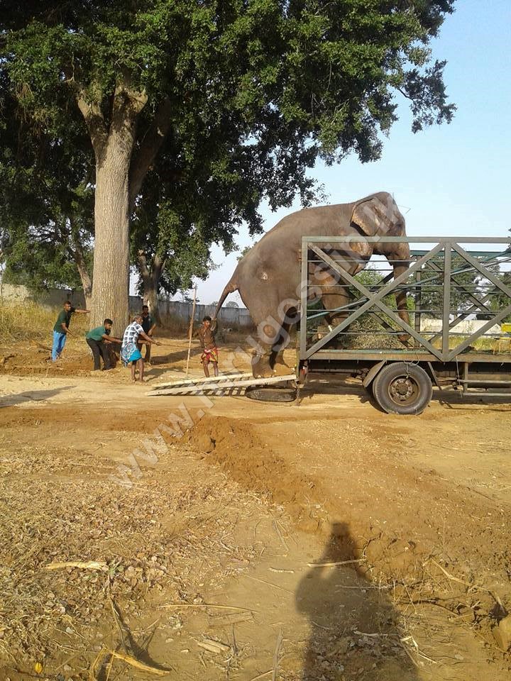 දෙවුන්දර දේවාලයේ කළණ හස්තියා රිදියගම සෆාරි උද්‍යානයට - Photos - Kalana ...