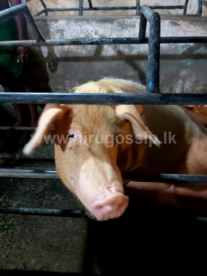 බොහොම අමාරුවෙන් හිත හදාගෙන, එක පැංචෙක්ව අරගෙන ආවේ ඇස්වල කඳුළු පුරවගෙන ...