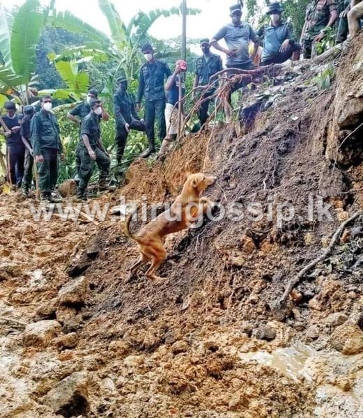 "දෙවනගල දෙවනත් වෙන්න තවමත් සොයන නාය නොගිය ඒ සෙනෙහස.." - සිය ආදරණියන් ...
