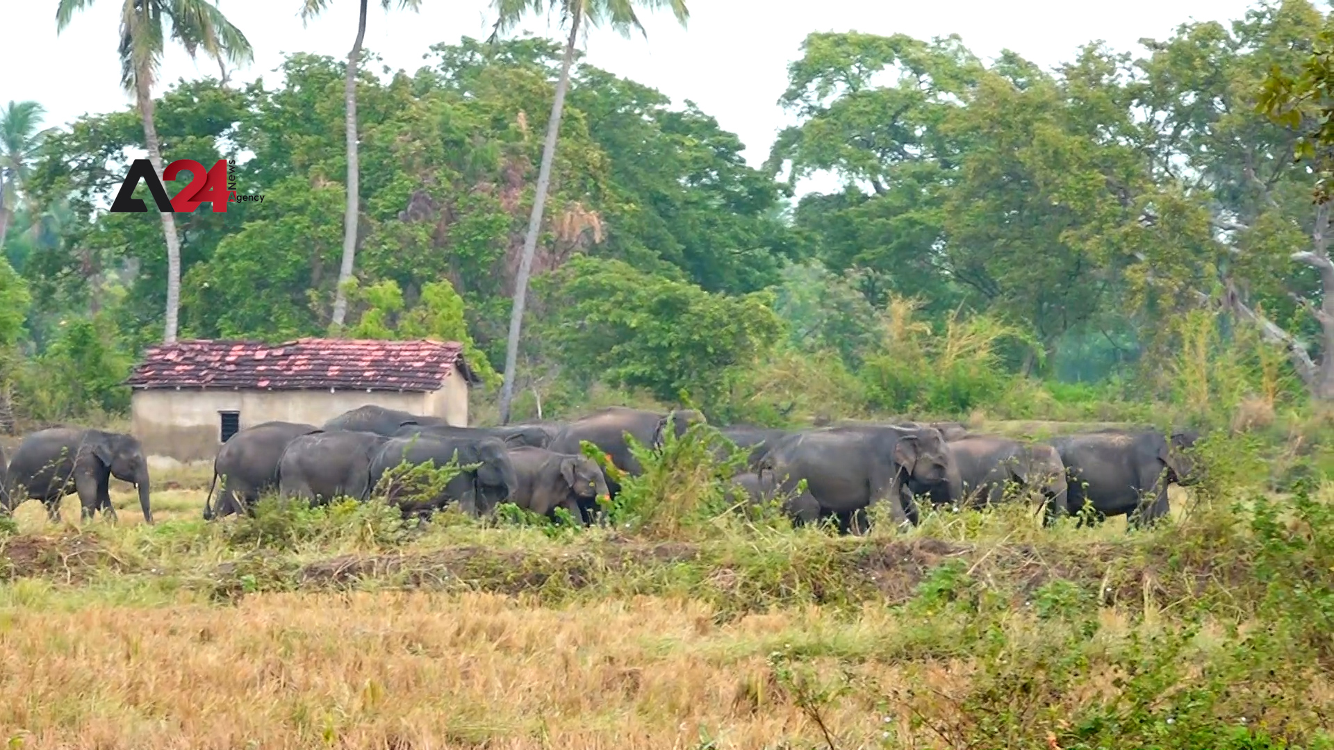 පොළොන්නරුව ප්‍රදේශයේ වන අලින්, ආහාර සොයා නිවාස කඩා බිඳ දමයි - Video ...