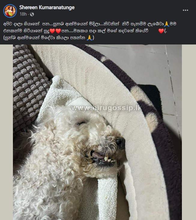 අපිව දාලා ගියානේ පණ ! මම එනකන්ම හිටියානේ සුදුපණ..” - ජීවන්ගේ බිරිඳ ...