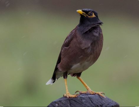 ඔයා දන්නා "මයිනා" ගැන නොදන්නා කතාව, මෙන්න උණු උණුවේම - Myna Bird ...