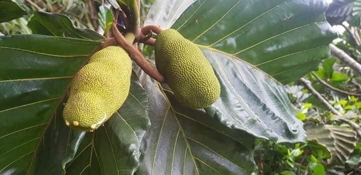 ගුණ රාශියකින් පිරි ගමේ අයට ආගන්තුක නොවන කැලෑ දෙල් මාළුවක් කමුද ? - Kela ...