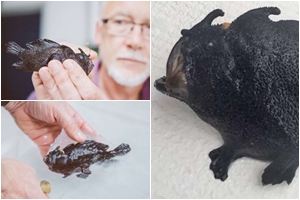 Rare ‘Walking’ Fish Found - [Images & Video] - Rare ‘Walking’ Fish ...