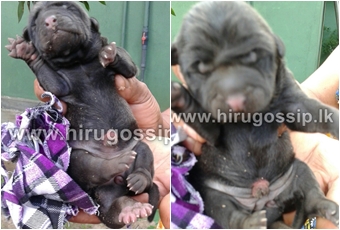 A strange puppy with five legs is born in Dehiwala - See Video - A ...